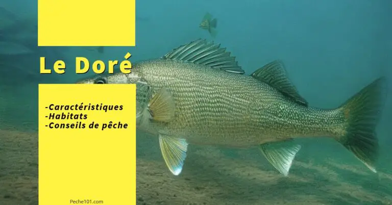 Pêcher au Doré au Québec: Guide Complet (2025) - Pêche 101