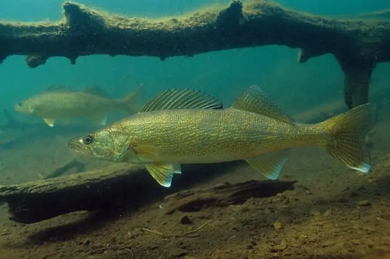 Pêcher au Doré au Québec: Guide Complet (2025) - Pêche 101