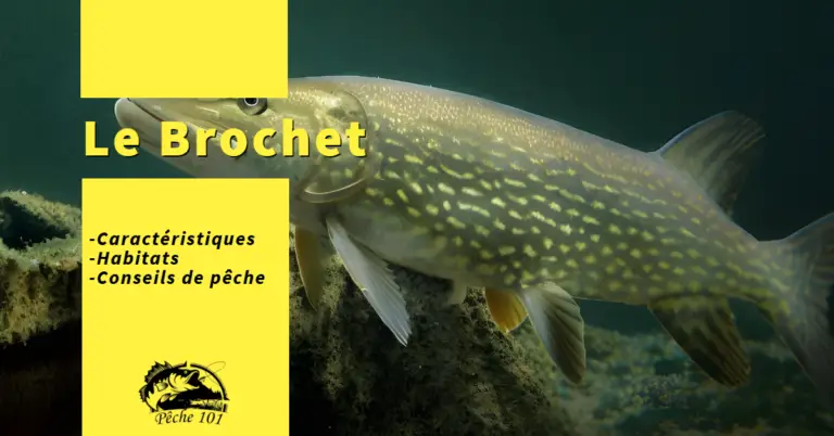Espèces de poissons – Guide Complet - Pêche 101