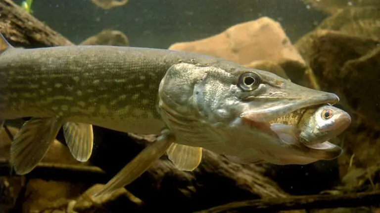 Pike Fishing: Complete Guide - Fishing 101