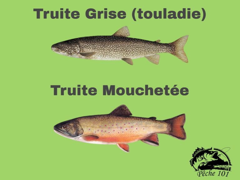 Truite Grise: Guide Expert pour une Pêche Réussie - Pêche 101