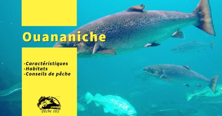 Pêche à la Ouananiche: Guide incontournable pour réussir - Pêche 101