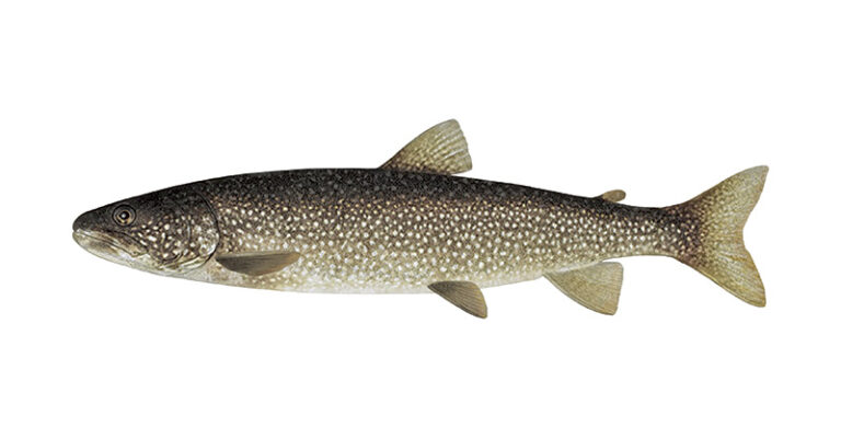 Truite Grise: Guide Expert pour une Pêche Réussie - Pêche 101