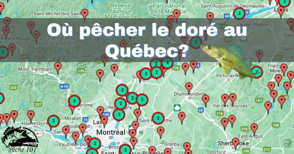 Où pêcher le doré au Québec en 2025 - Pêche 101