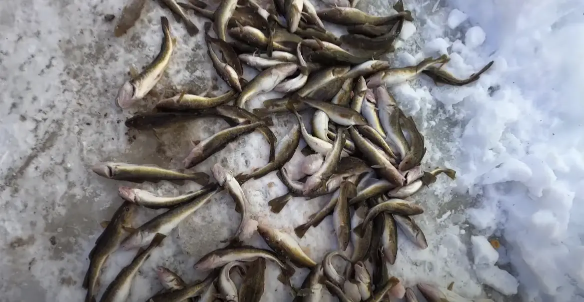 Pêche aux petit poissons des chenaux en 2025 - Pêche 101